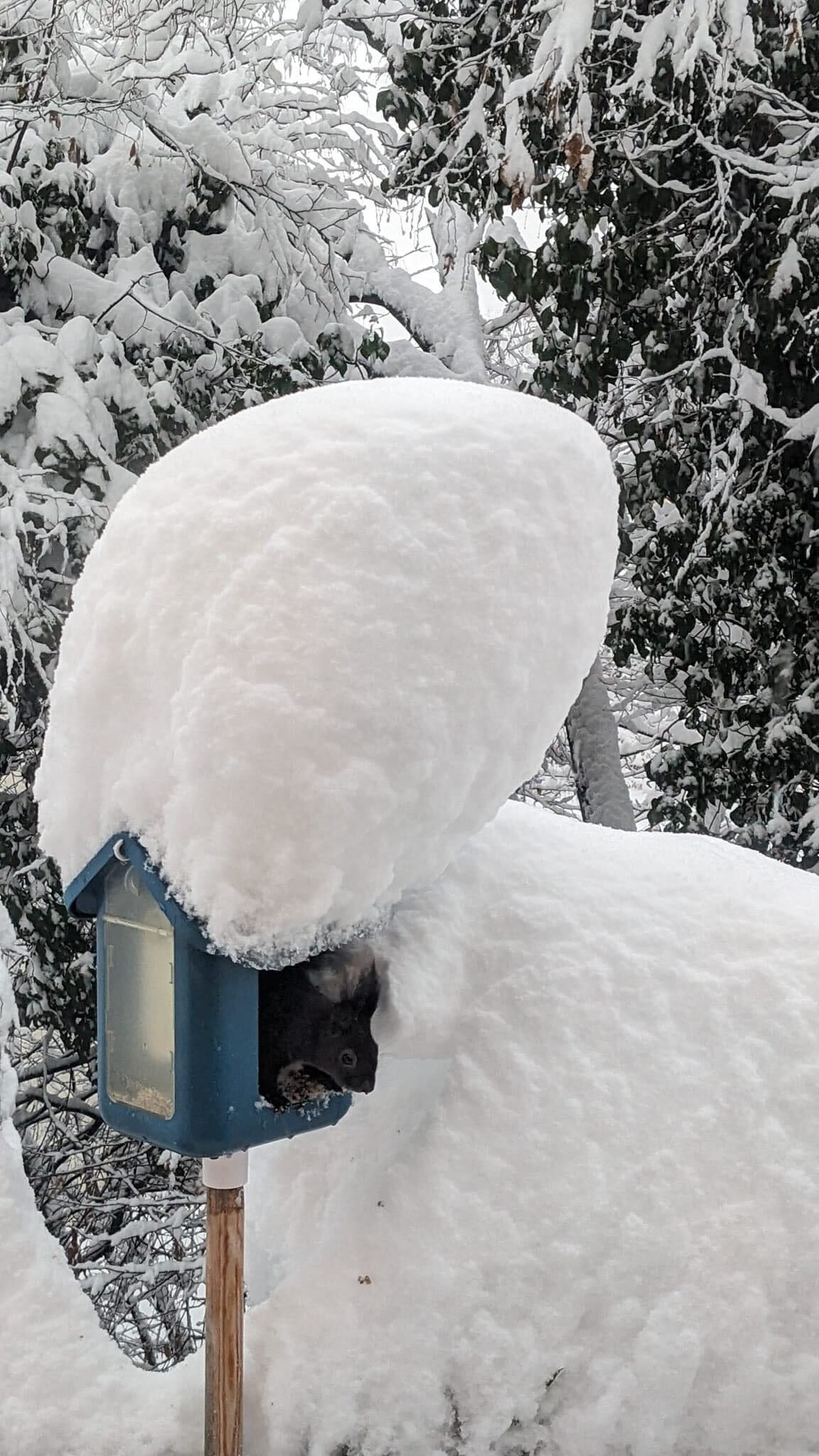 Five Bird Buddy Winter Tips - Bird Buddy Blog